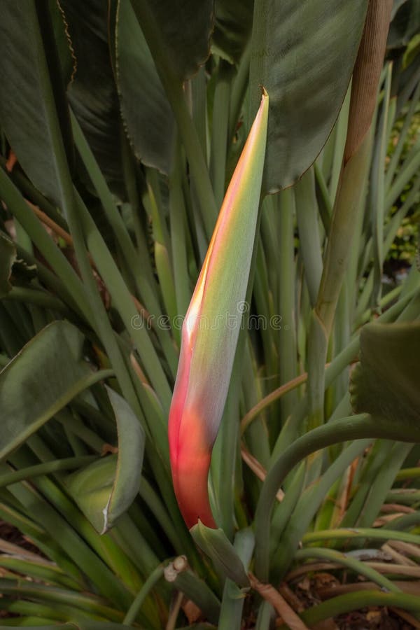 Bird of Paradise Flower Bud in Green Leaves Stock Photo - Image of stem ...