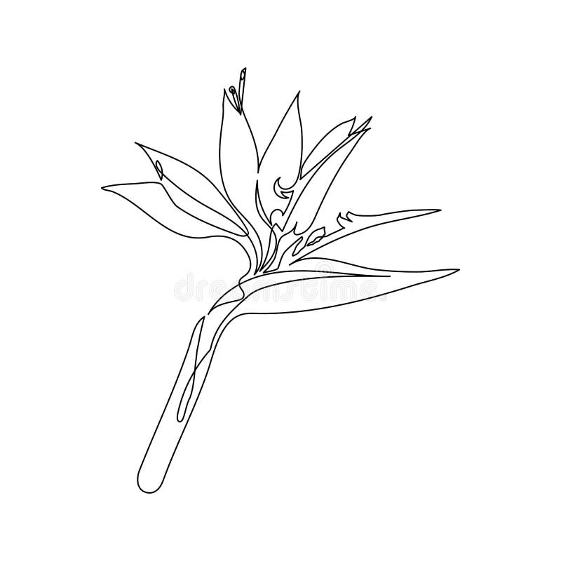 Bird Of Paradise Flower One Line Drawing Editable Line Minimal