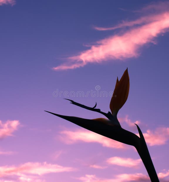 Bird of Paradise Flower Silhouette Stock Photo - Image of garden ...