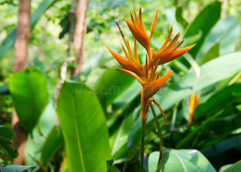Bird of Paradise Flower Strelitziaceae Stock Image - Image of floral ...