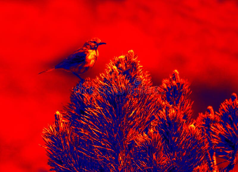 Bird of paradise infrared stock photo. Image of electronic - 246429632