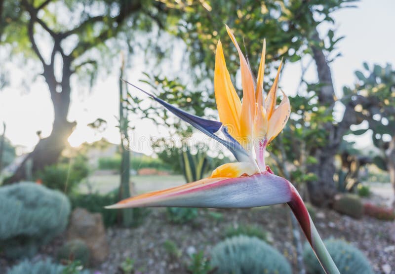 Bird of Paradise Plant with Sun Rays Stock Image - Image of orange ...