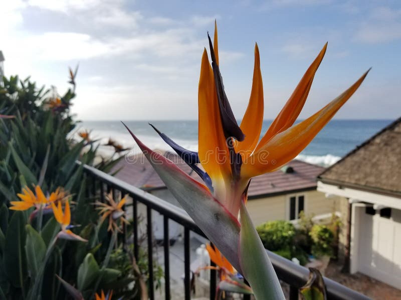 Bird of Paradise Potted Tree in the Balcony Stock Photo - Image of ...