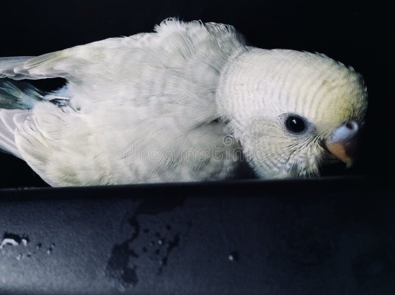 Bird parakeet stock photo. Image of eyes, dramatic, bird - 101932970