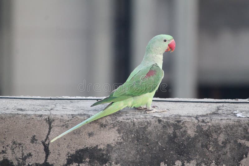 Bird, Parakeet, Parrot, Common Pet Parakeet Picture. Image: 121556687