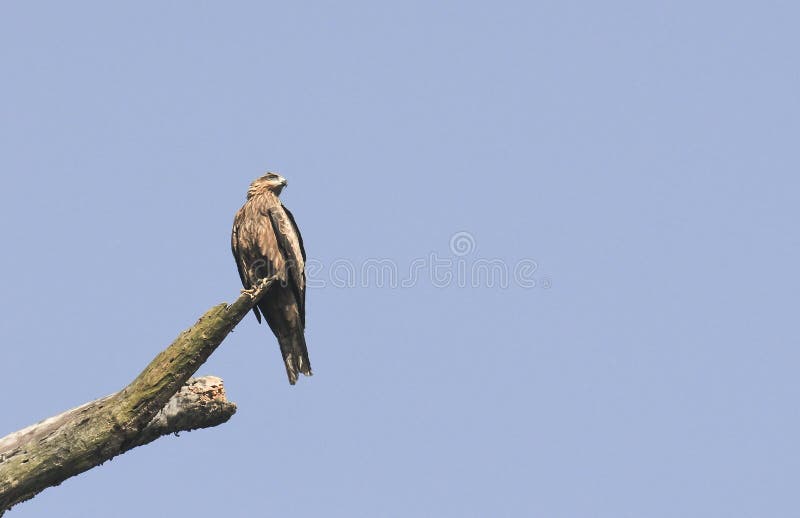 Bird, Pariah Kite - Milvus Migrans Stock Image - Image of fauna ...