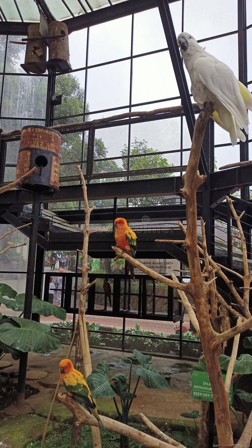 Bird park at zoo stock image. Image of captivity, park - 222048837