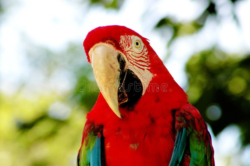Rollerskating Parrot stock image. Image of exotic, parrot - 1859869