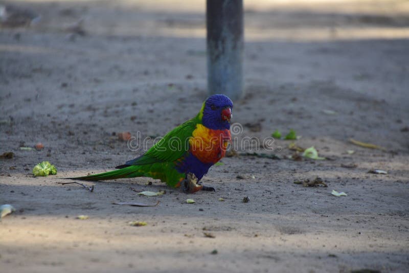 Bird, Parrot, Beak, Fauna stock image. Image of feather - 113058067