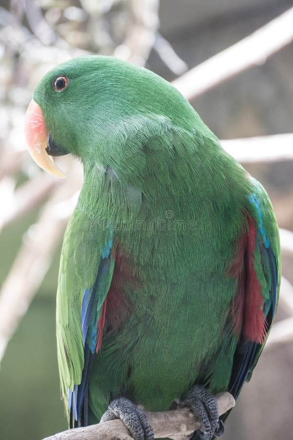 Bird, Parrot, Beak, Parakeet Picture. Image: 132950018