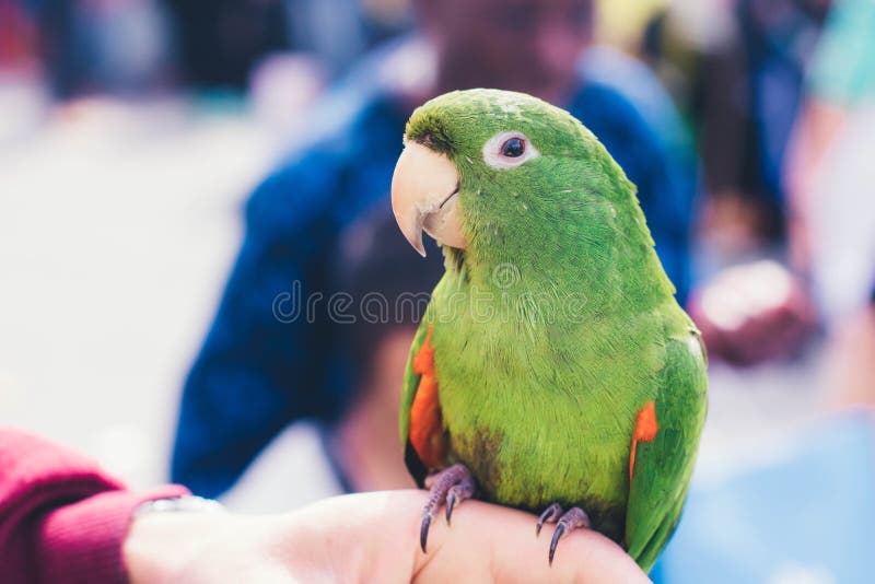 Bird, Parrot, Beak, Parakeet Stock Image - Image of parrot, bird: 136081473