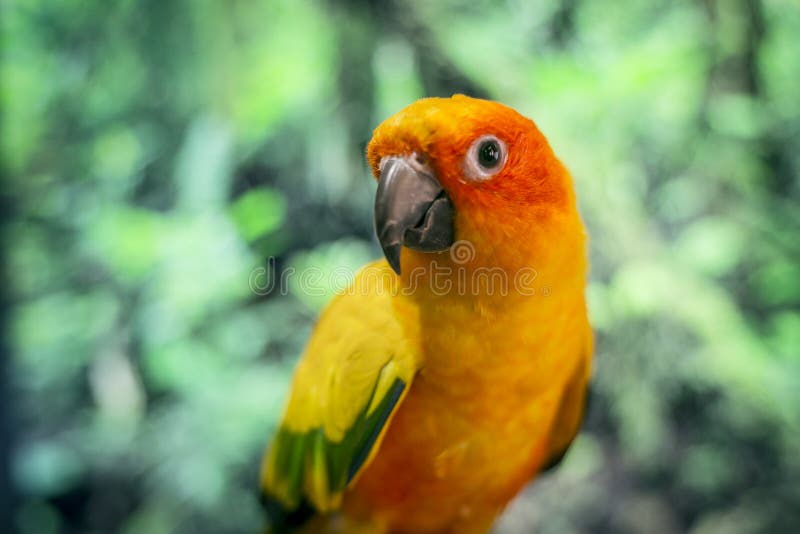 Adorable Sun Conure Parrots on Hand Stock Photo - Image of parrots ...