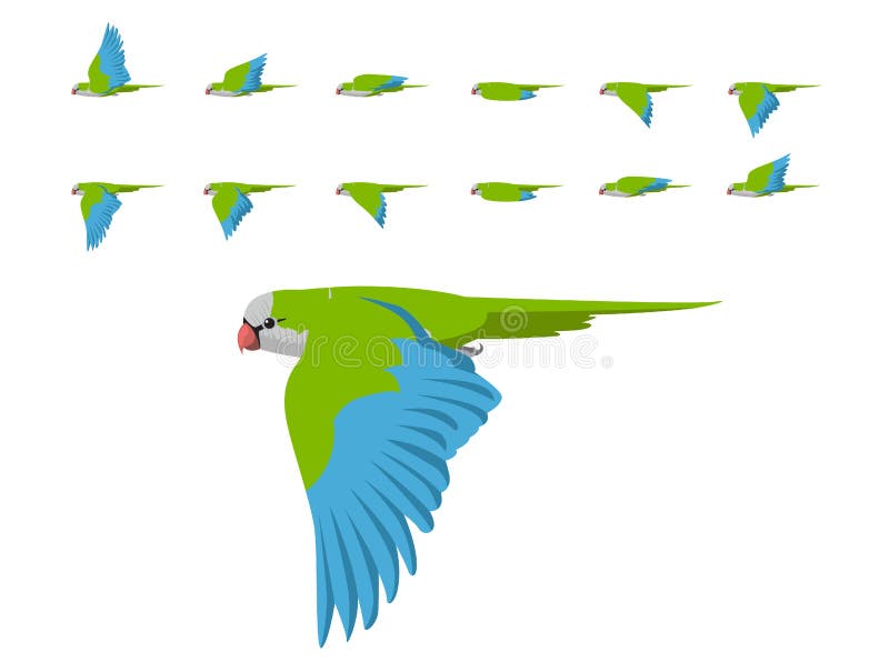 Bird Parrot Monk Parakeet Flying Animation Sequence Cartoon Vector ...