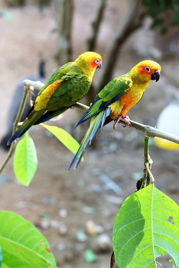 Beak, Bird, Parrot, Fauna Picture. Image: 102480244