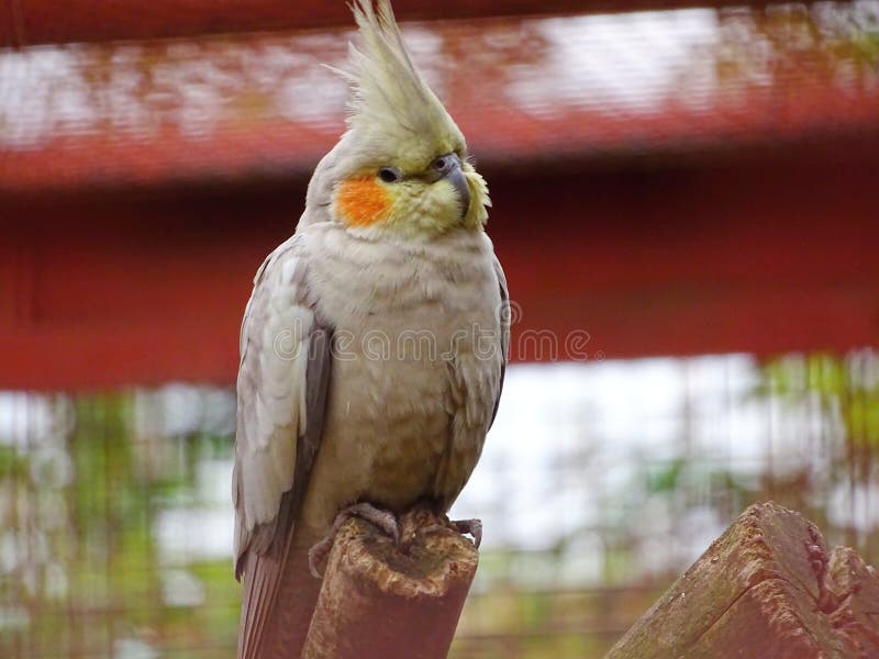 Bird parrot parakeet stock photo. Image of garden, makle - 149165494