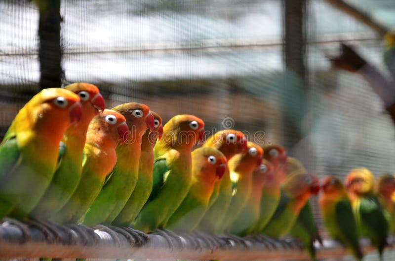 Bird, Parrot, Parakeet, Fauna Picture. Image: 101158428