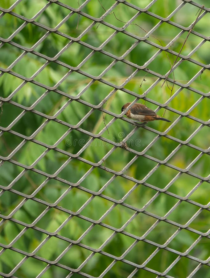 A Bird Passing through Steel Mesh Breaking the Cage Stock Image - Image ...