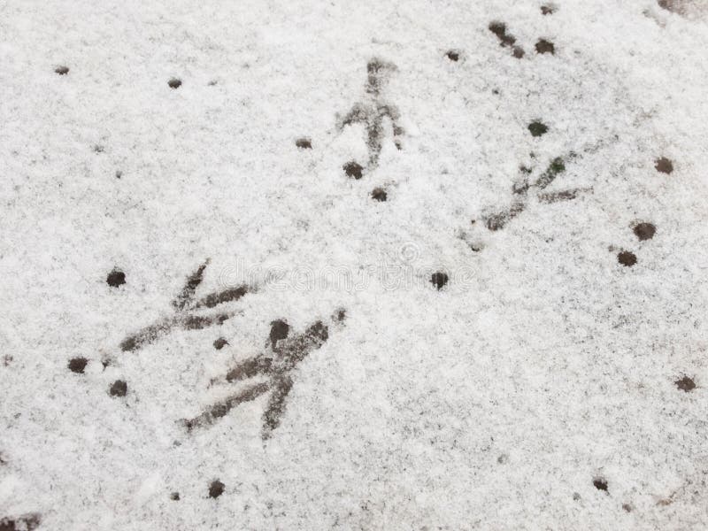 Bird Paw Prints Bird Tracks Stock Image - Image of melting, paws: 241769827