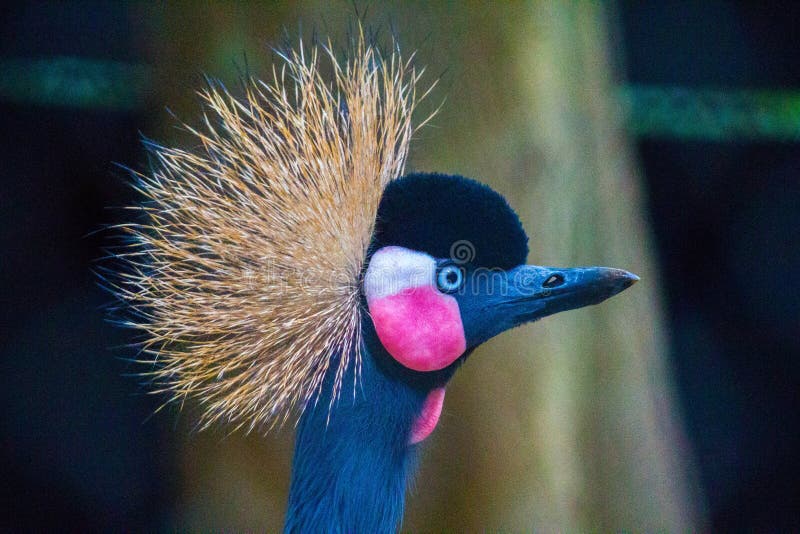 Peecock Stock Photos - Free & Royalty-Free Stock Photos from Dreamstime