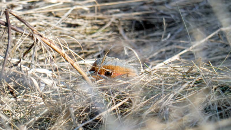 A Bird Peeks Out from the Grass. Spring Grey Partridge. Stock Photo ...