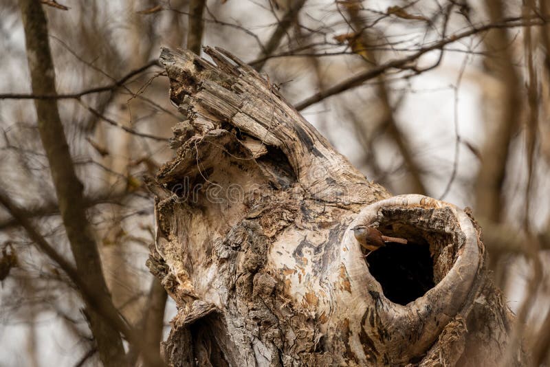 A Bird is Poking Its Head Out of a Tree Trunk Stock Image - Image of ...