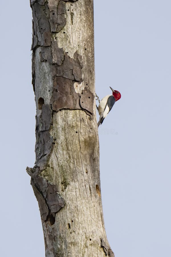 Bird Peeks Out from a Tree Trunk Stock Photo - Image of tree, observer ...