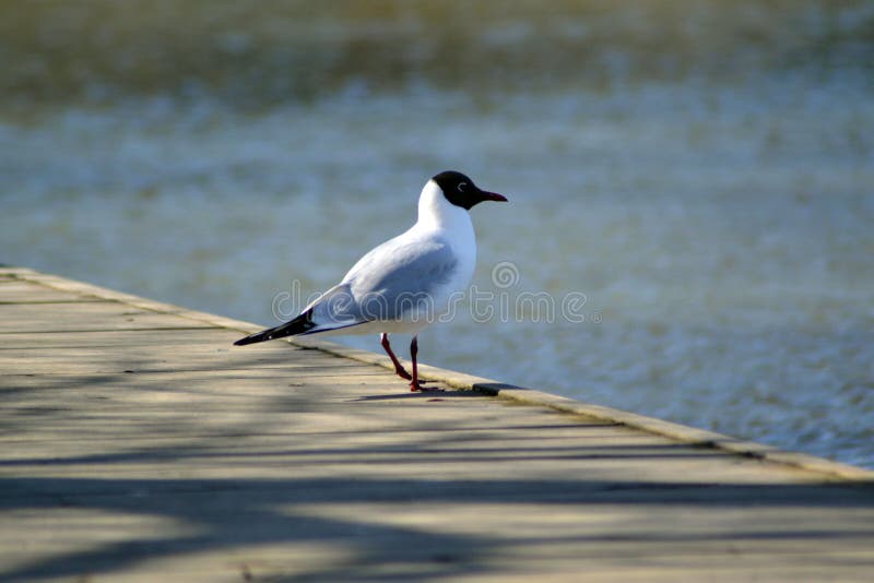 Bird on a peer stock image. Image of sitting, bird, pear - 123688971