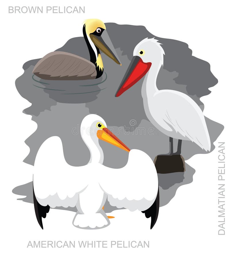 Bird Pelican Set Cartoon Vector Illustration Stock Vector ...