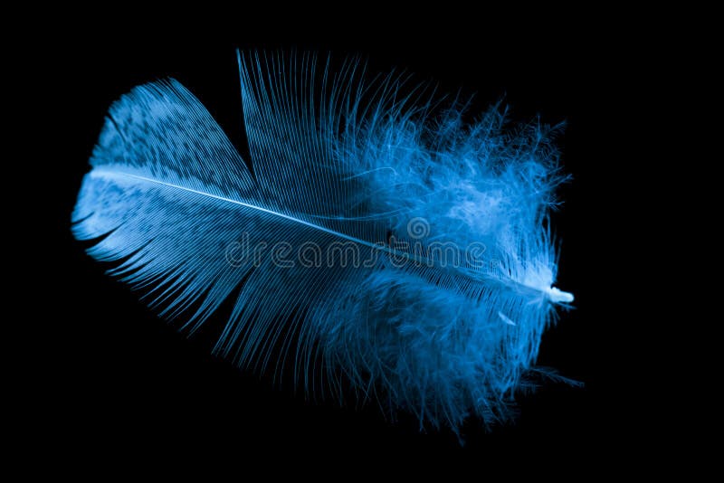 Bird Pen Falling in the Dark Stock Photo - Image of shadow, bird: 273166196