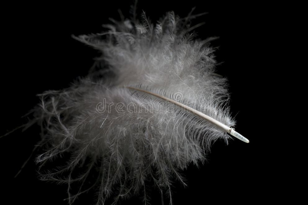 Bird Pen Falling in the Dark Stock Image - Image of feather, color ...