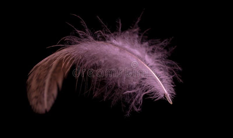Bird Pen Falling in the Dark Stock Photo - Image of detail, black ...