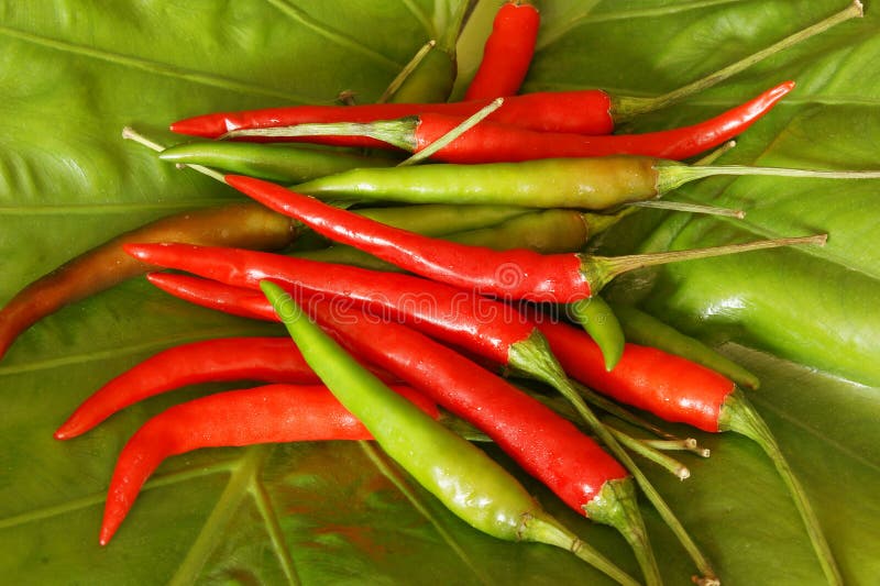 Bird pepper stock photo. Image of maket, chili, cooking - 29685142