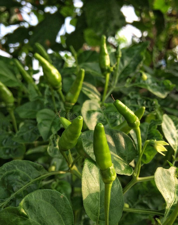 Bird pepper stock image. Image of outdoor, bird, farm - 60129887