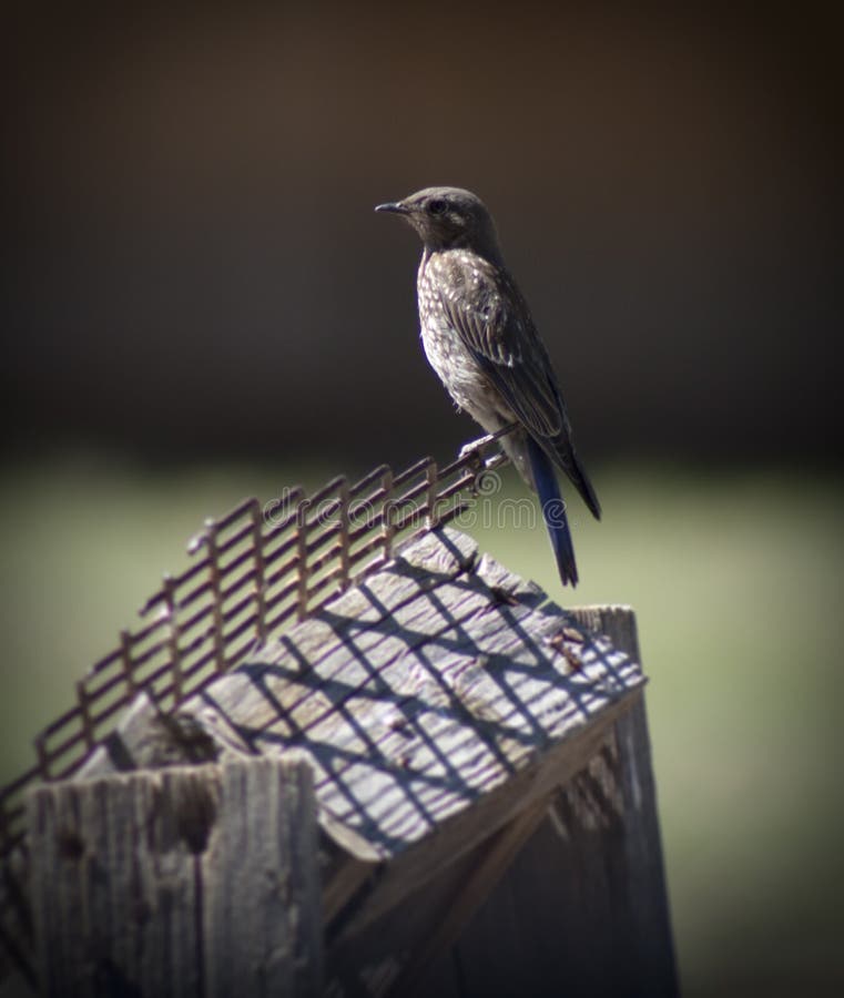 Bird on Perch stock photo. Image of nature, delicate - 10582282
