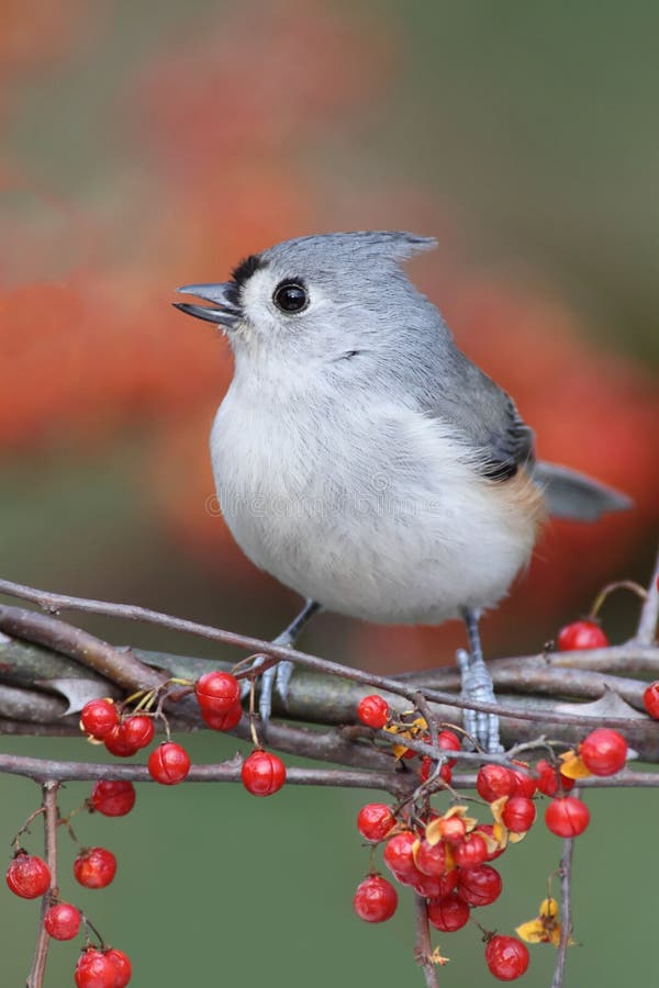 Bird on a Perch stock image. Image of headed, wing, songbird - 19554109