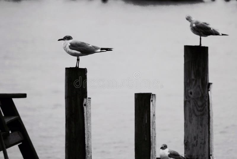 Bird on a perch stock image. Image of pier, perch, seagulls - 50577573