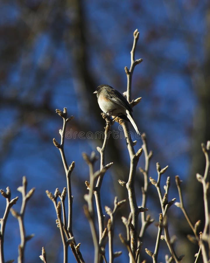 Bird Perched Picture. Image: 490598