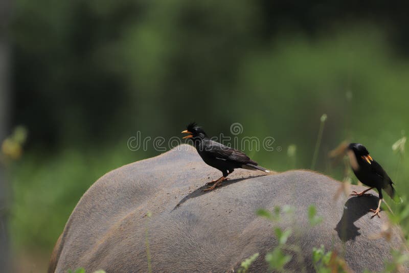 The Bird Perched on the Back of a Young Buffalo. Who are Grazing in the ...