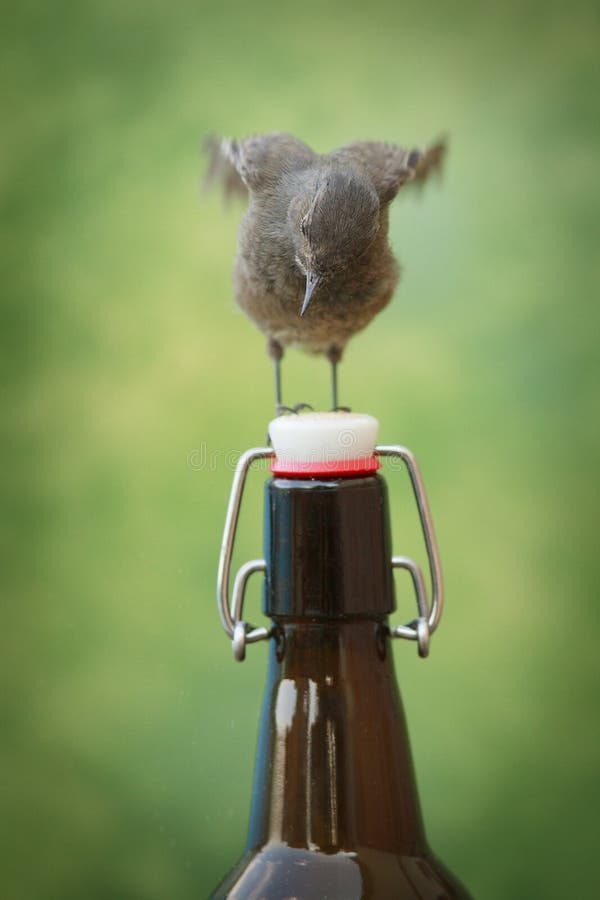 Bird Perched on a Beer Bottle Stock Photo - Image of garden ...