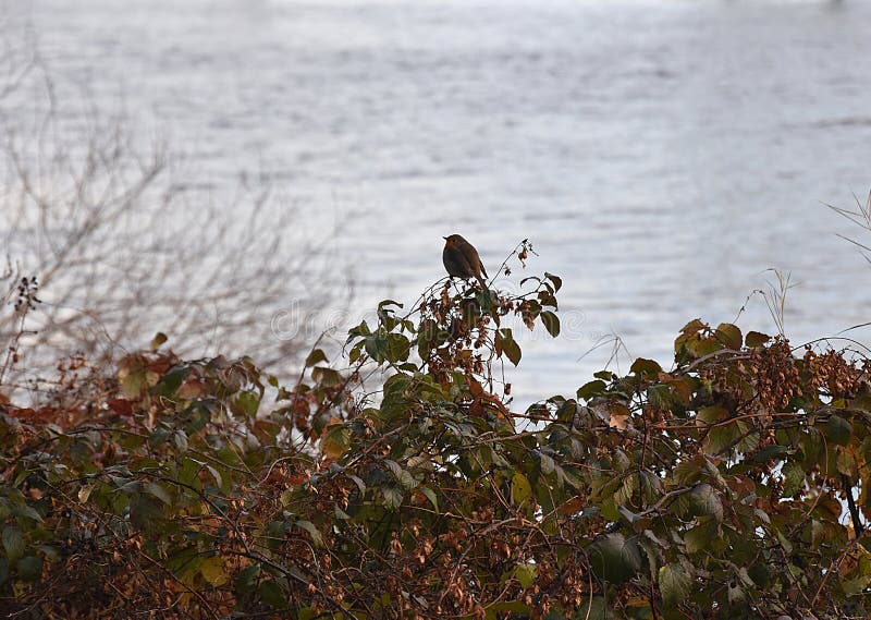 Bird Perched on a Branch in a Forest Trees Stock Photo - Image of ...