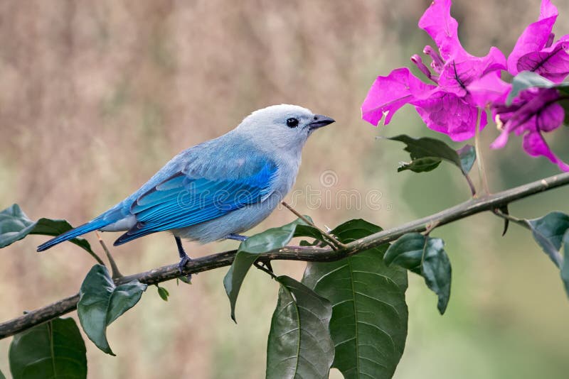 Bird Perched on a Branch Next To a Flower Stock Image - Image of leafs ...