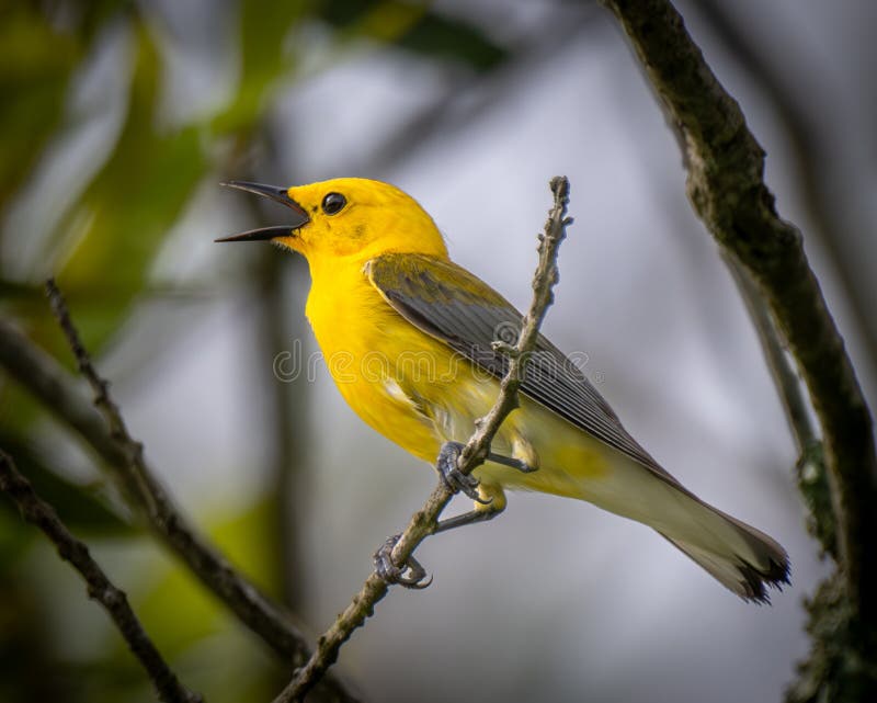 Bird Perched on Branch with Open Beak Stock Image - Image of natural ...