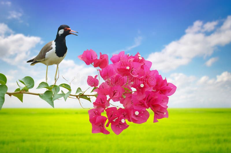 Bird perched on branch stock image. Image of bright, beak - 30513781
