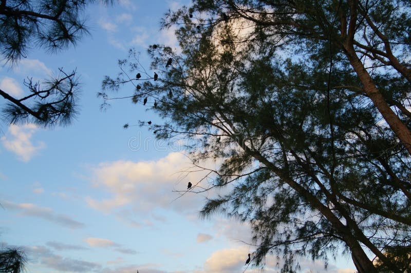Bird on branch at sunset stock photo. Image of lake - 110797308