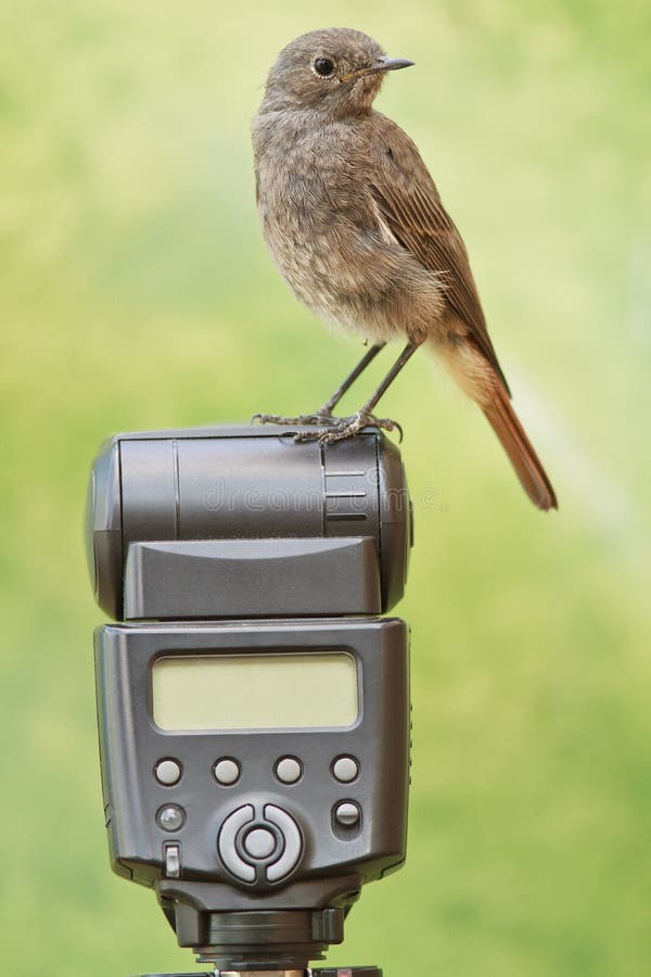 Bird Perched on a Camera Flash Stock Image - Image of wild, phoenicurus ...