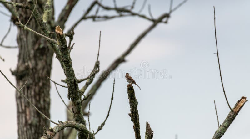 Bird Perched on Dead Branch of Tree Stock Photo - Image of tree, nature ...