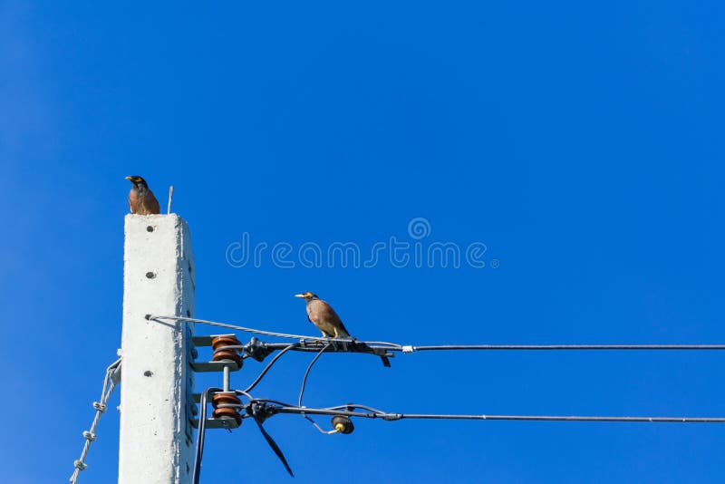 Bird Perched on Electric Cable Wires with Blue Sky. Stock Image - Image ...