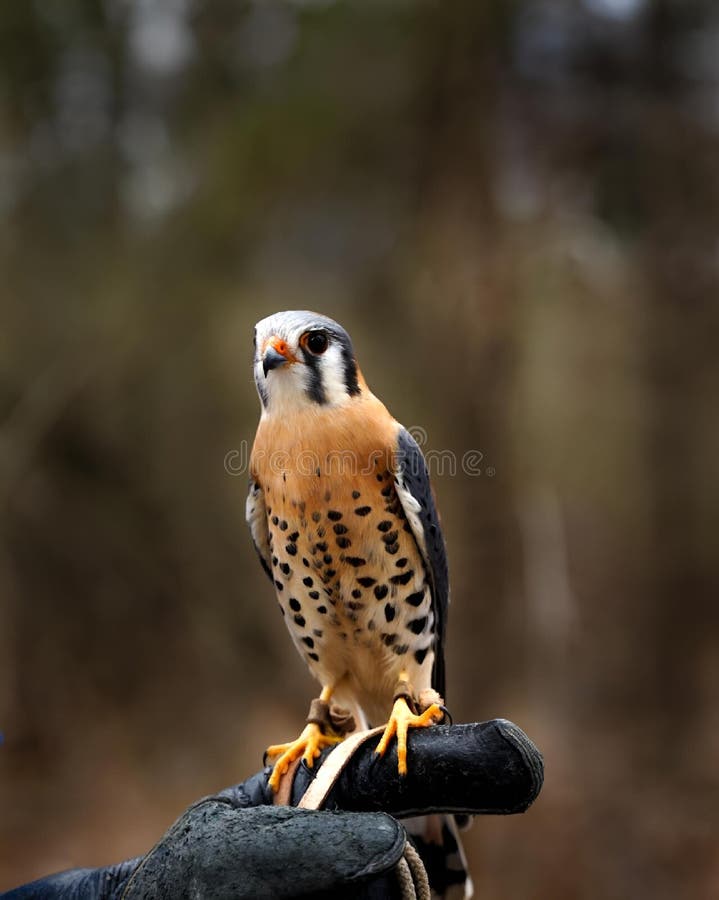 Bird Perched on a Hand with Wings Folded Stock Photo - Image of ...