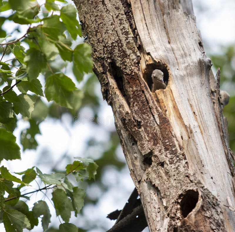 Bird Perched in a Hole in a Tree Stock Image - Image of avian, foliage ...