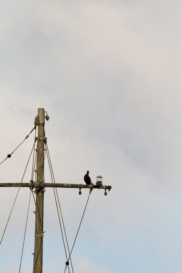 Bird Perched on the Mast of a Ship Stock Image - Image of wildlife ...